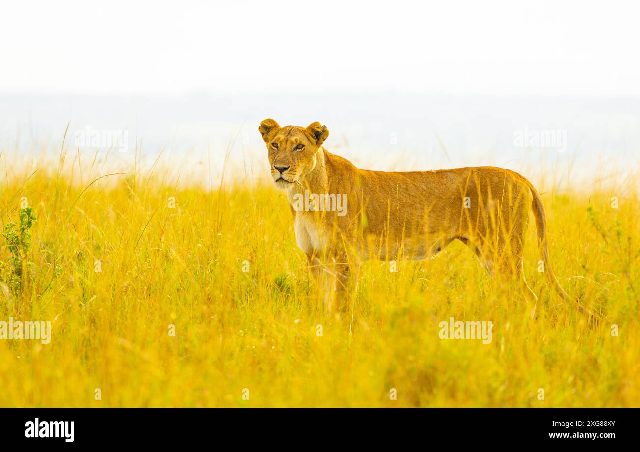 Lioness standing in tall yellow grass. Masai Mara Game Reserve. Kenya ...