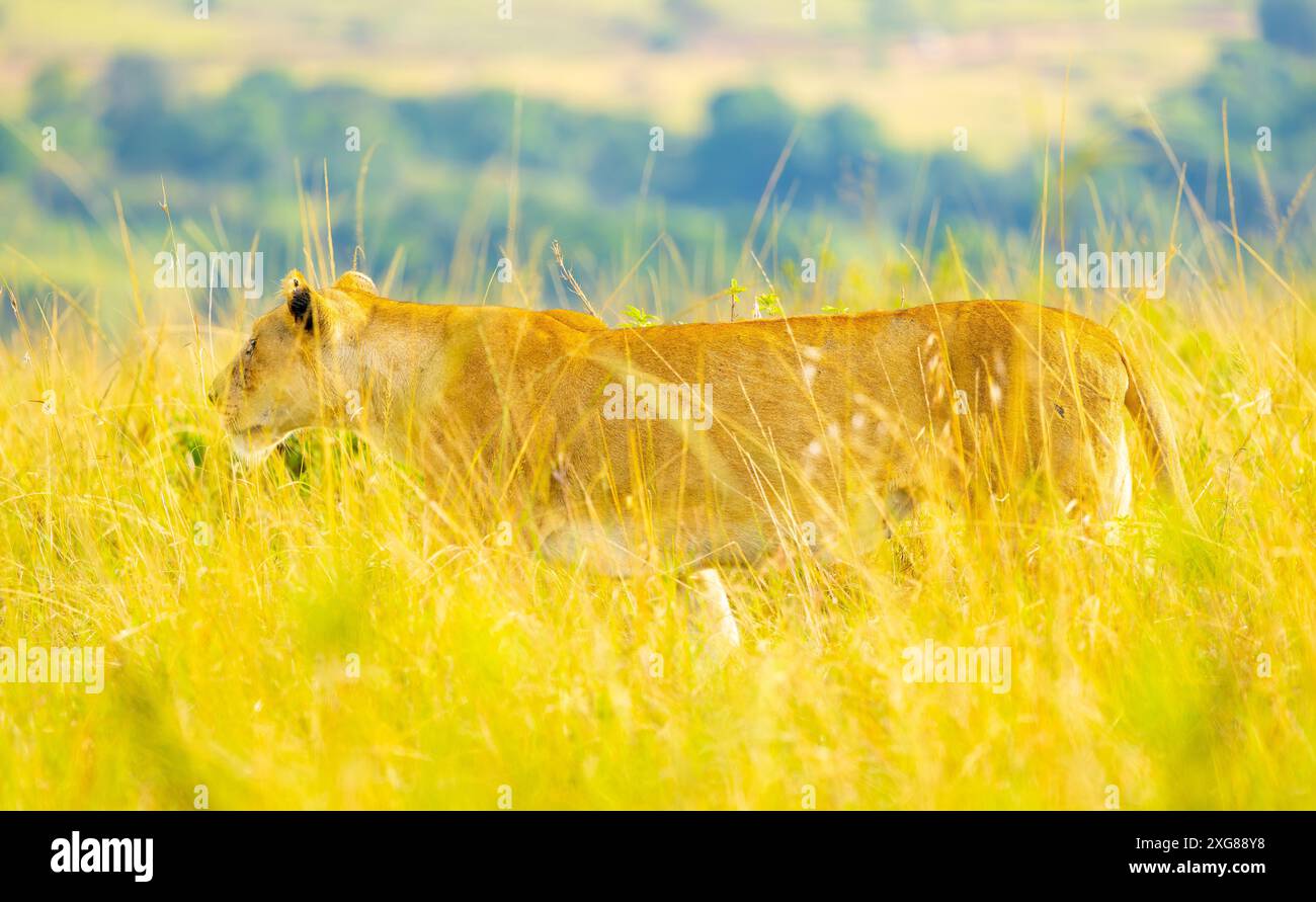 Lioness walking in tall yellow grass. Masai Mara Game Reserve, Kenya ...