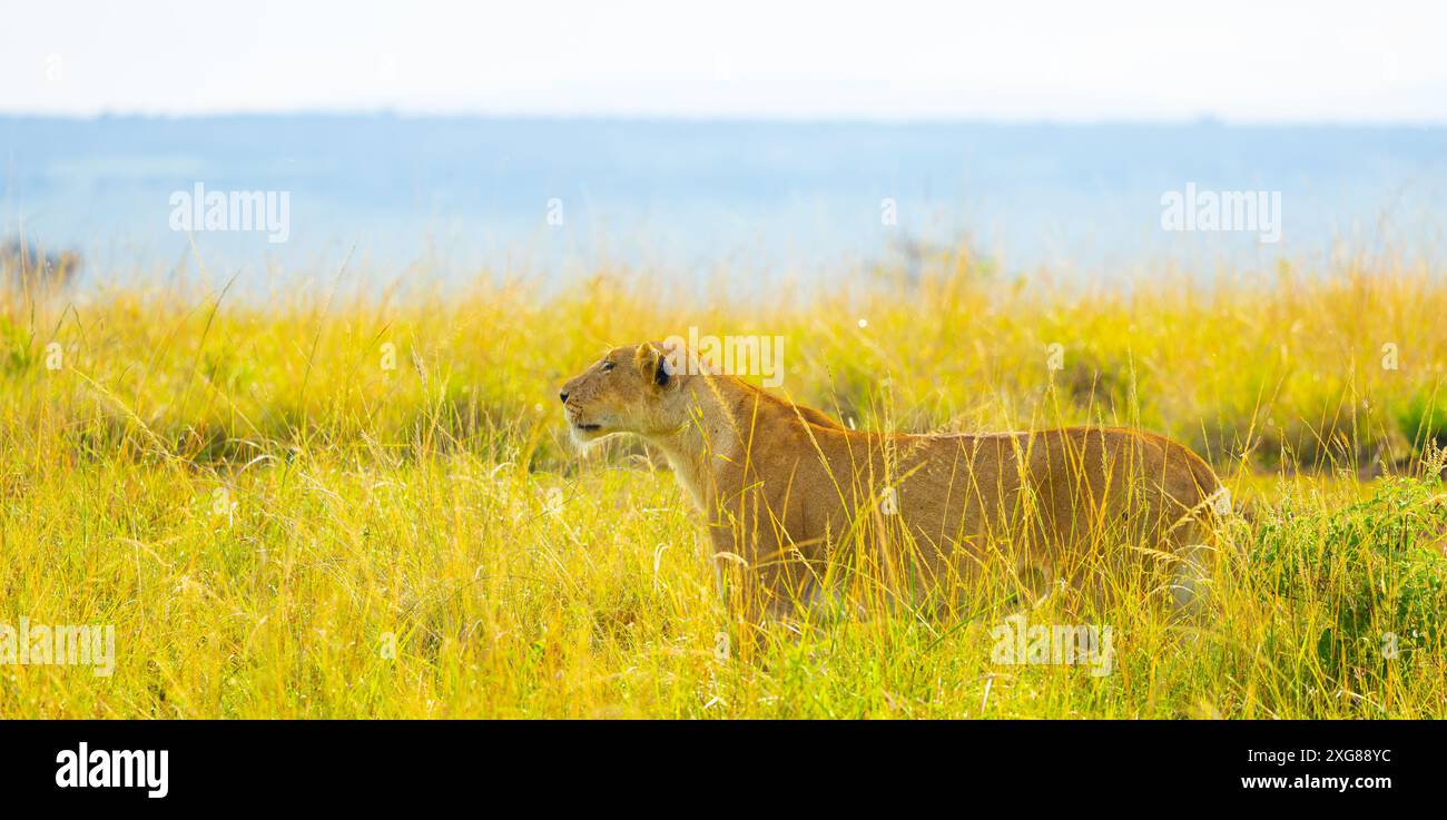 Lioness walking in tall yellow grass. Masai Mara Game Reserve, Kenya ...