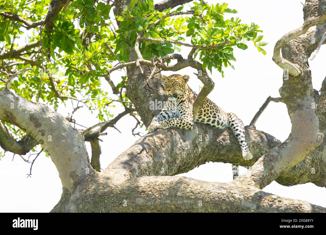 Leopard on tree masai hi-res stock photography and images - Alamy