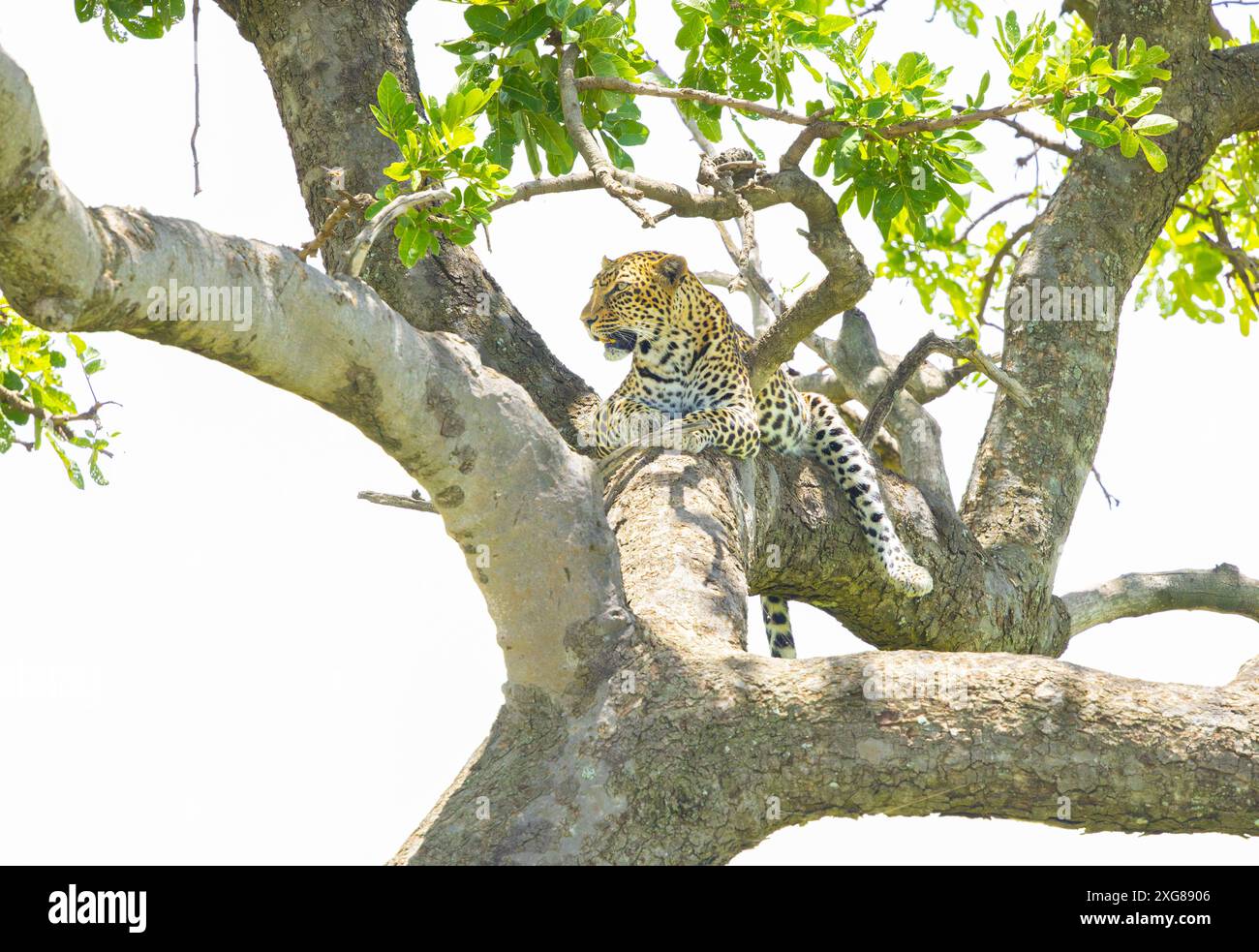 African big five leopard hi-res stock photography and images - Alamy