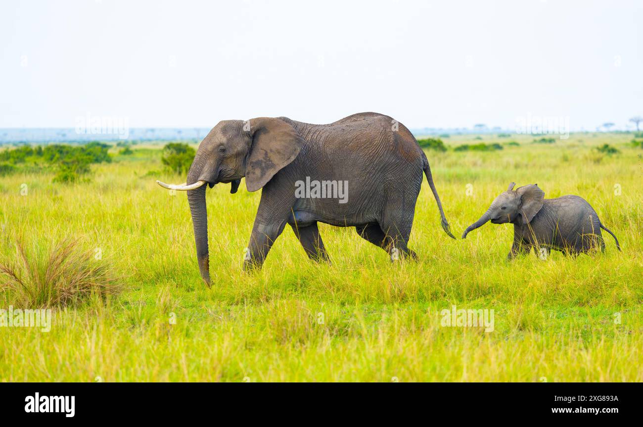 Kenya, masai mara, elephant with calf hi-res stock photography and ...
