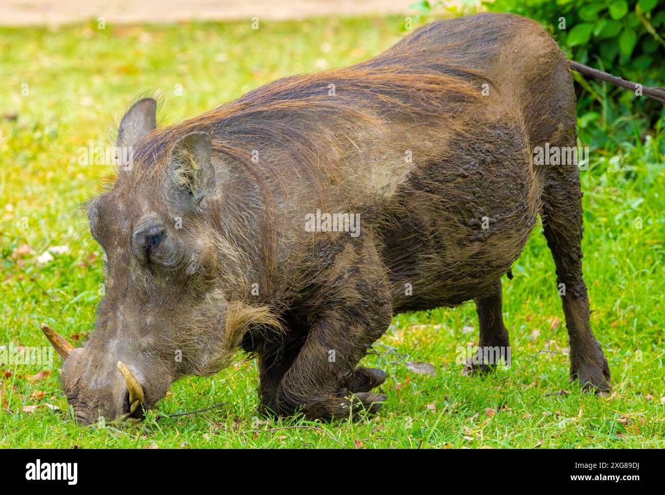 Masai mara widlife hi-res stock photography and images - Alamy