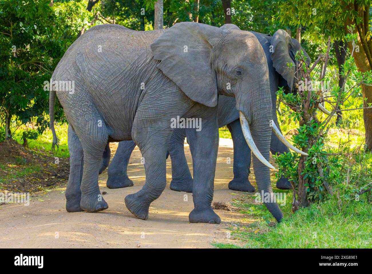 African bush or savanna elephant bulls crossing a road in Masai Mara ...