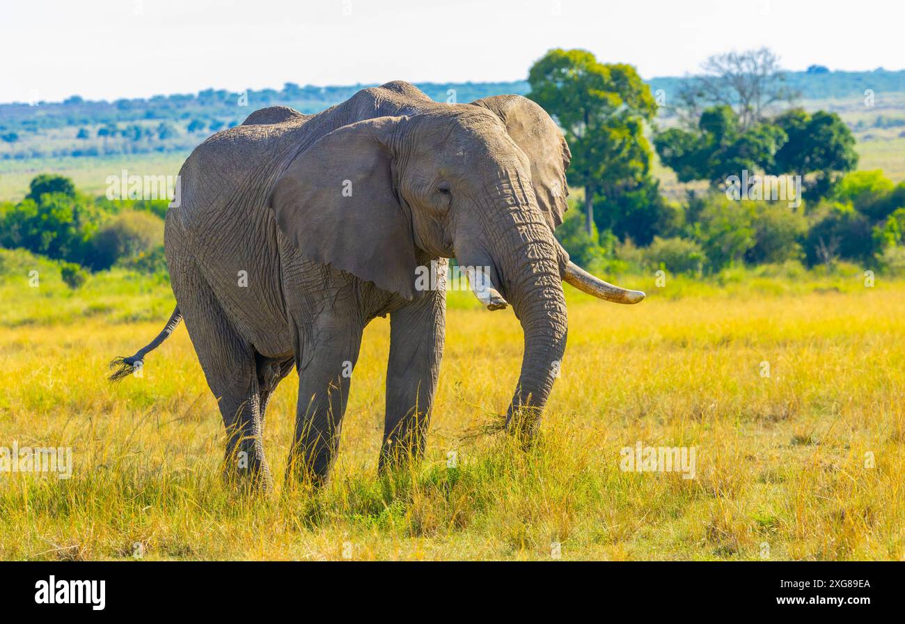 African elephant bull with a broken tusk grazing in Masai Mara Game ...