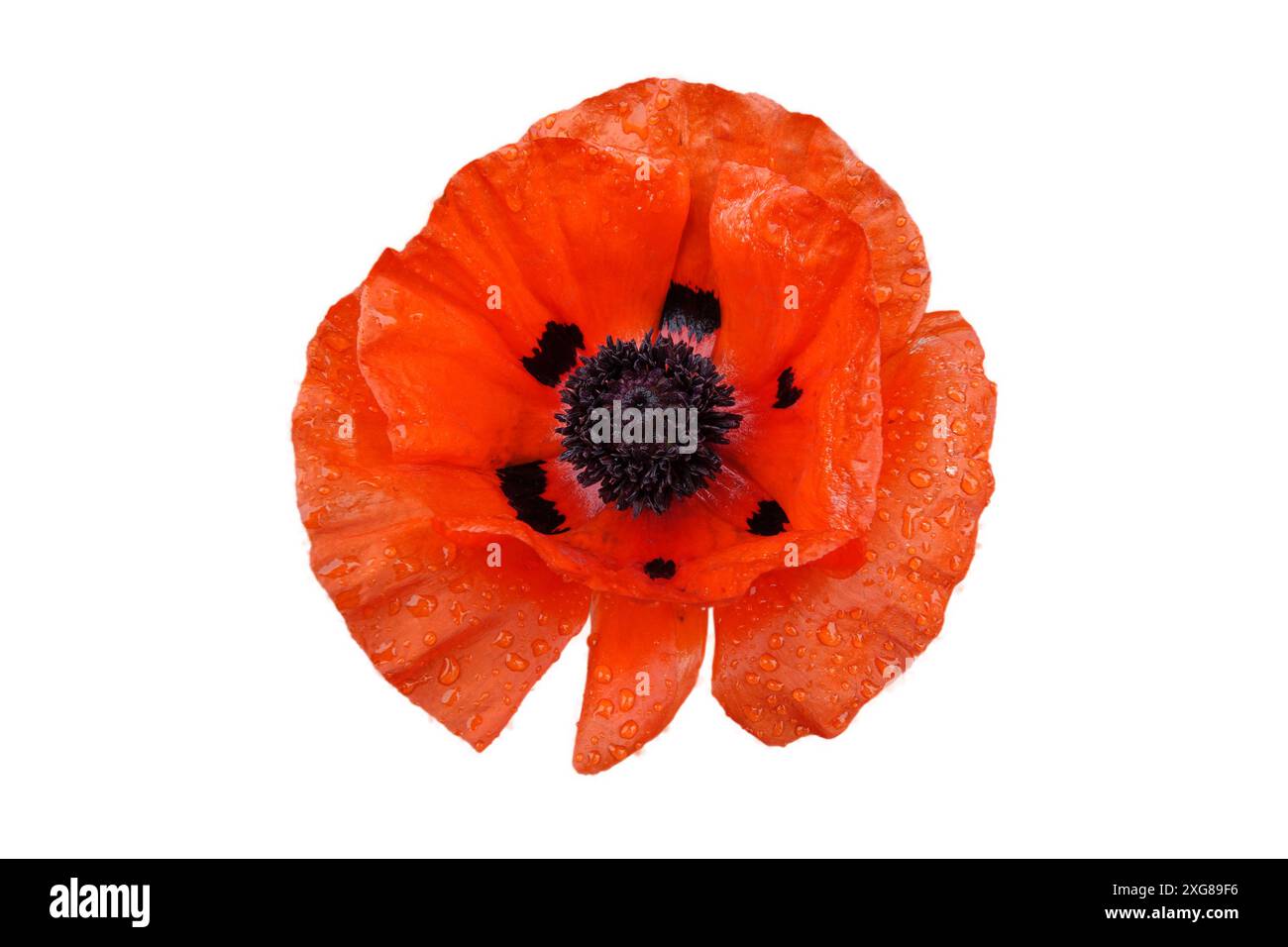Single poppy on black Cut Out Stock Images & Pictures - Alamy