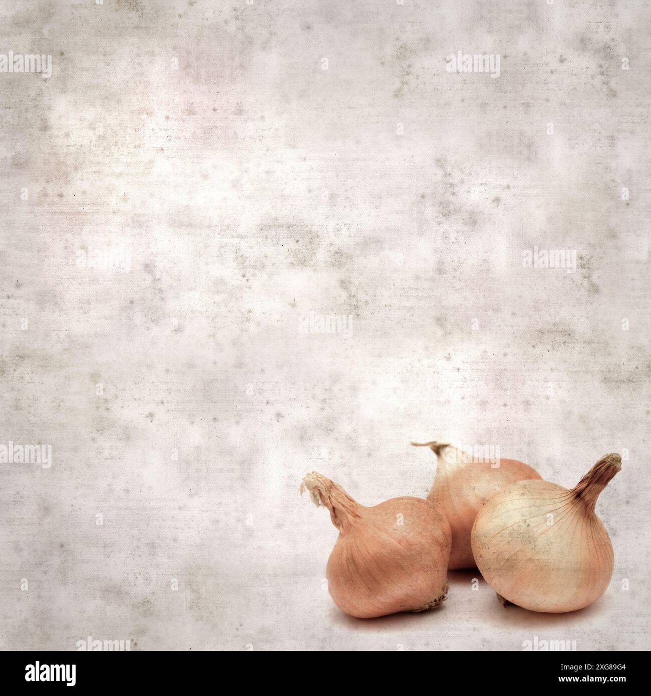 stylish textured old paper square background with yellow onion Stock ...