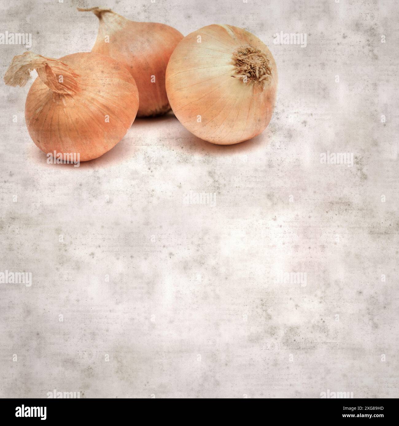 stylish textured old paper square background with yellow onion Stock ...