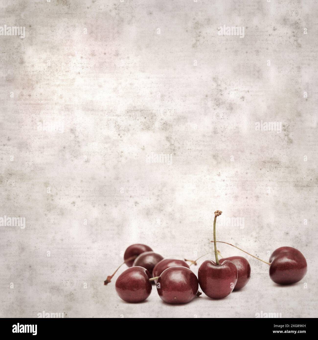 stylish textured old paper square background with dark red cherries ...