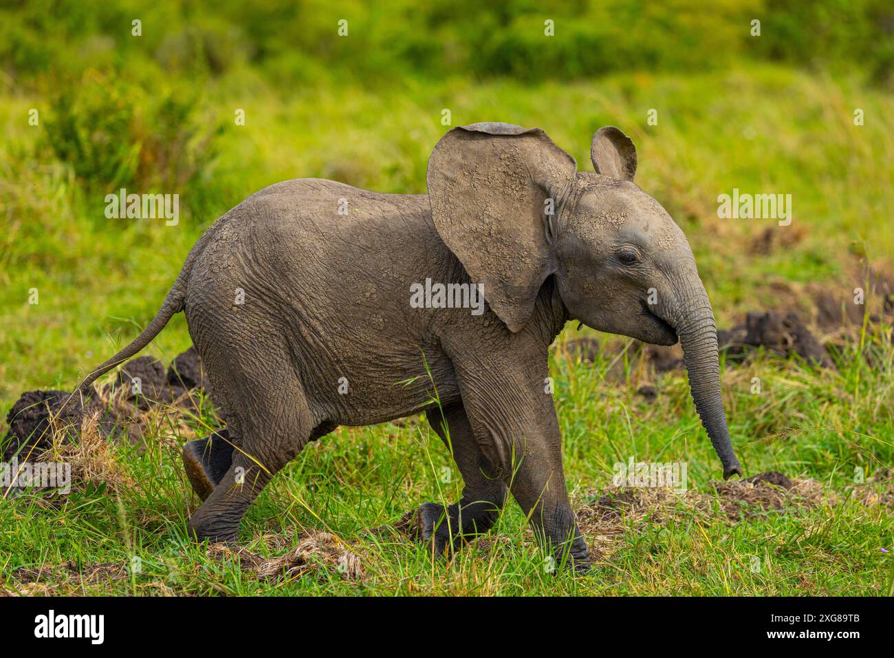 Young African baby elephant running in Masai Mara Game Reserve, Kenya ...