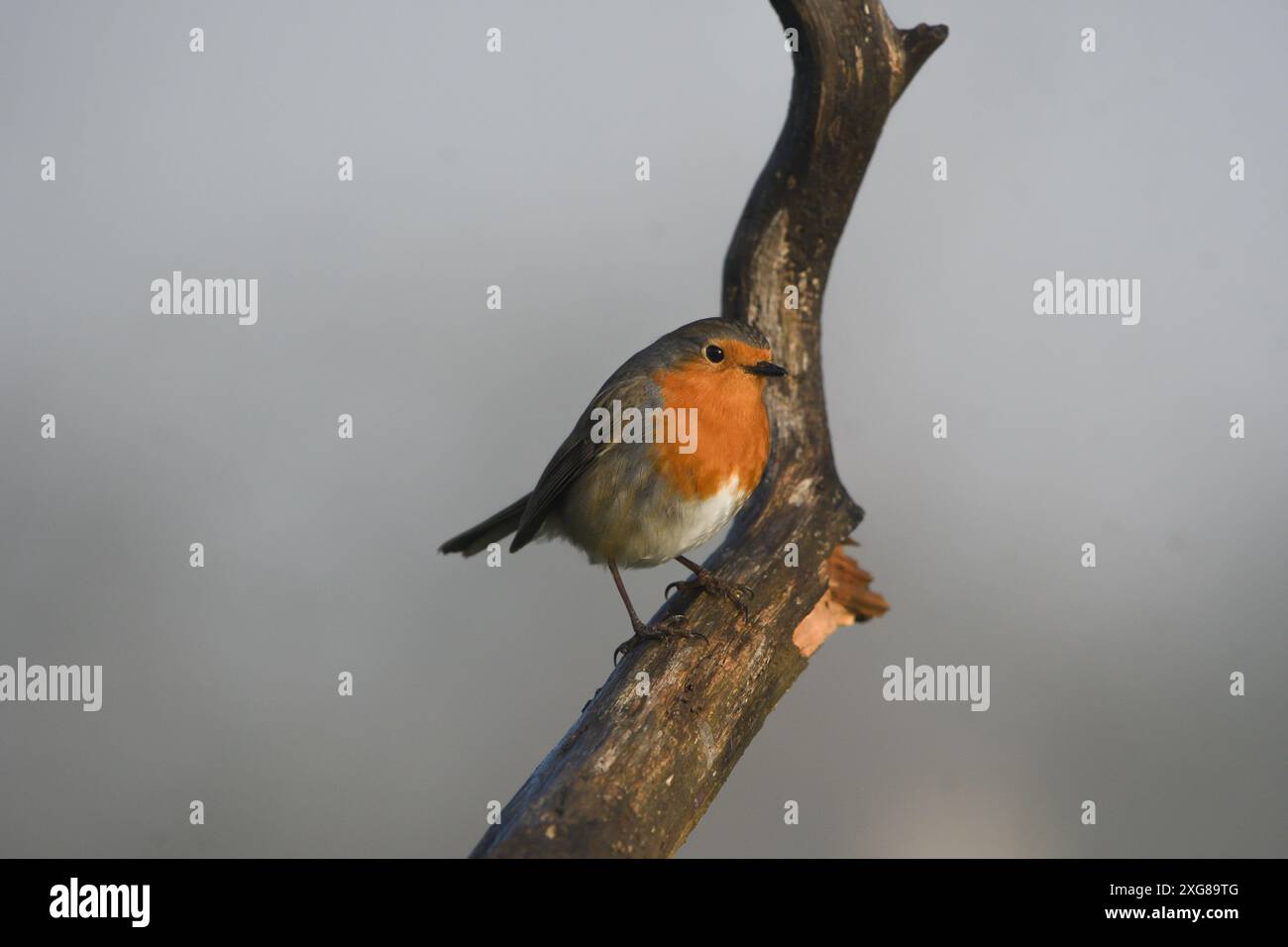 Ave confiada hi-res stock photography and images - Alamy