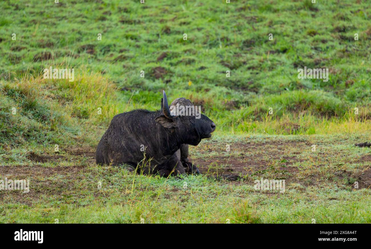 African buffalo male hi-res stock photography and images - Alamy