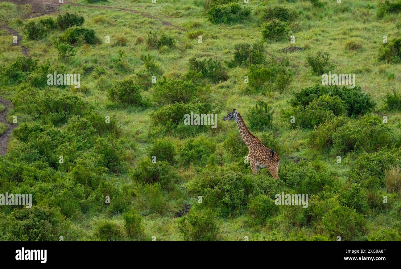 Aerial shot of a Masai giraffe standing in the savanna. Masai Mara Game ...