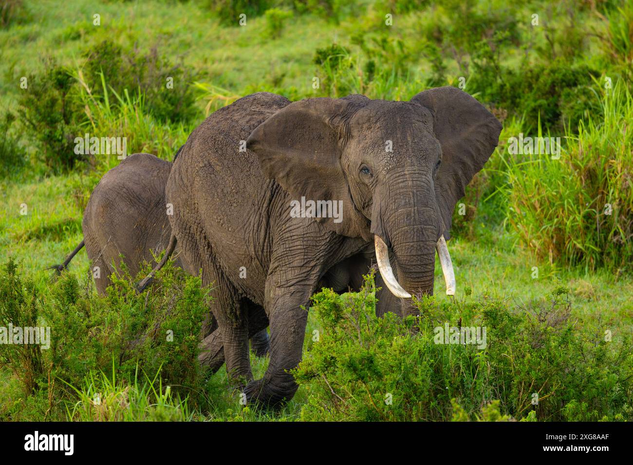 Aerial photograph of African savanna elephants in Masai Mara Stock ...