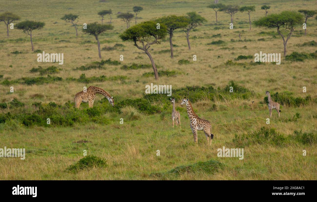 Maasai mara national reserve aerial hi-res stock photography and images ...