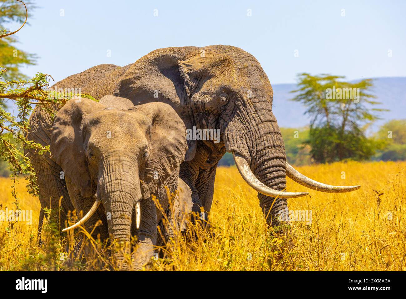 African savanna elephant bull, cow and calf in tall yellow grass. Ngoro ...