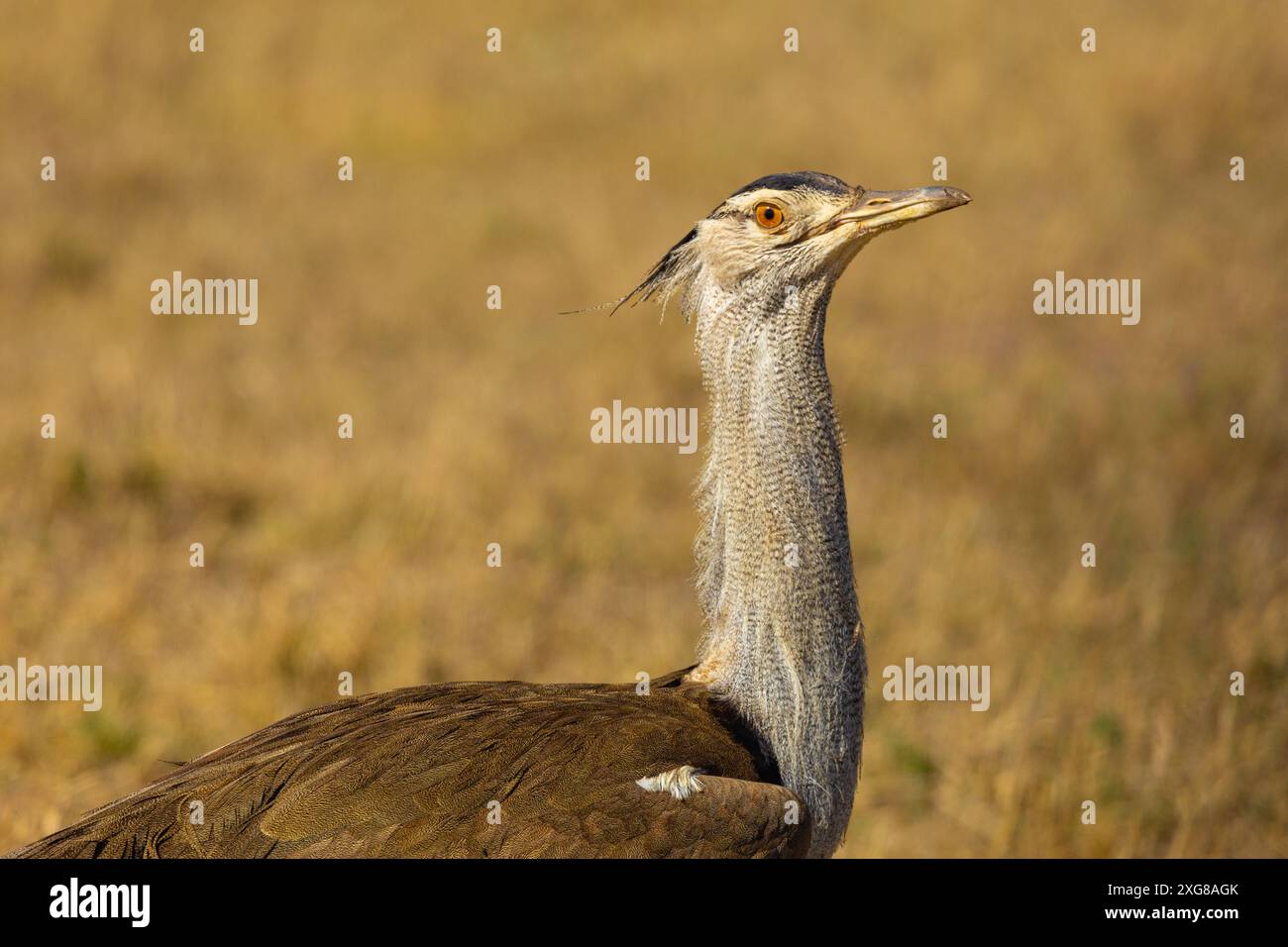 Kori bustard bird close-up. Ngoro Ngoro Crater, Tanzania Stock Photo ...