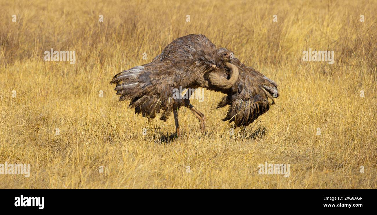 Female Masai ostrich courtship display. Ngoro Ngoro Crater, Tanzania ...