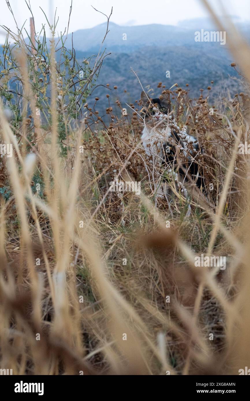 Cat in the nature Stock Photo - Alamy