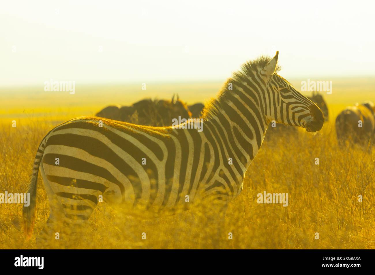 Plains zebra standing in tall yellow grass just after sunrise. Ngoro ...