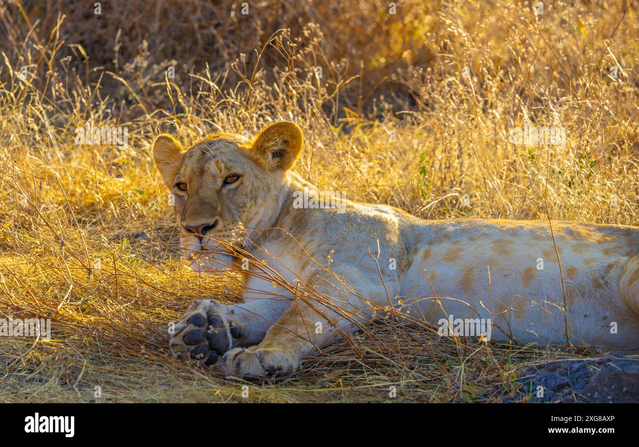 African lioness lying in tall yellow grass. Ngoro Ngoro Crater ...