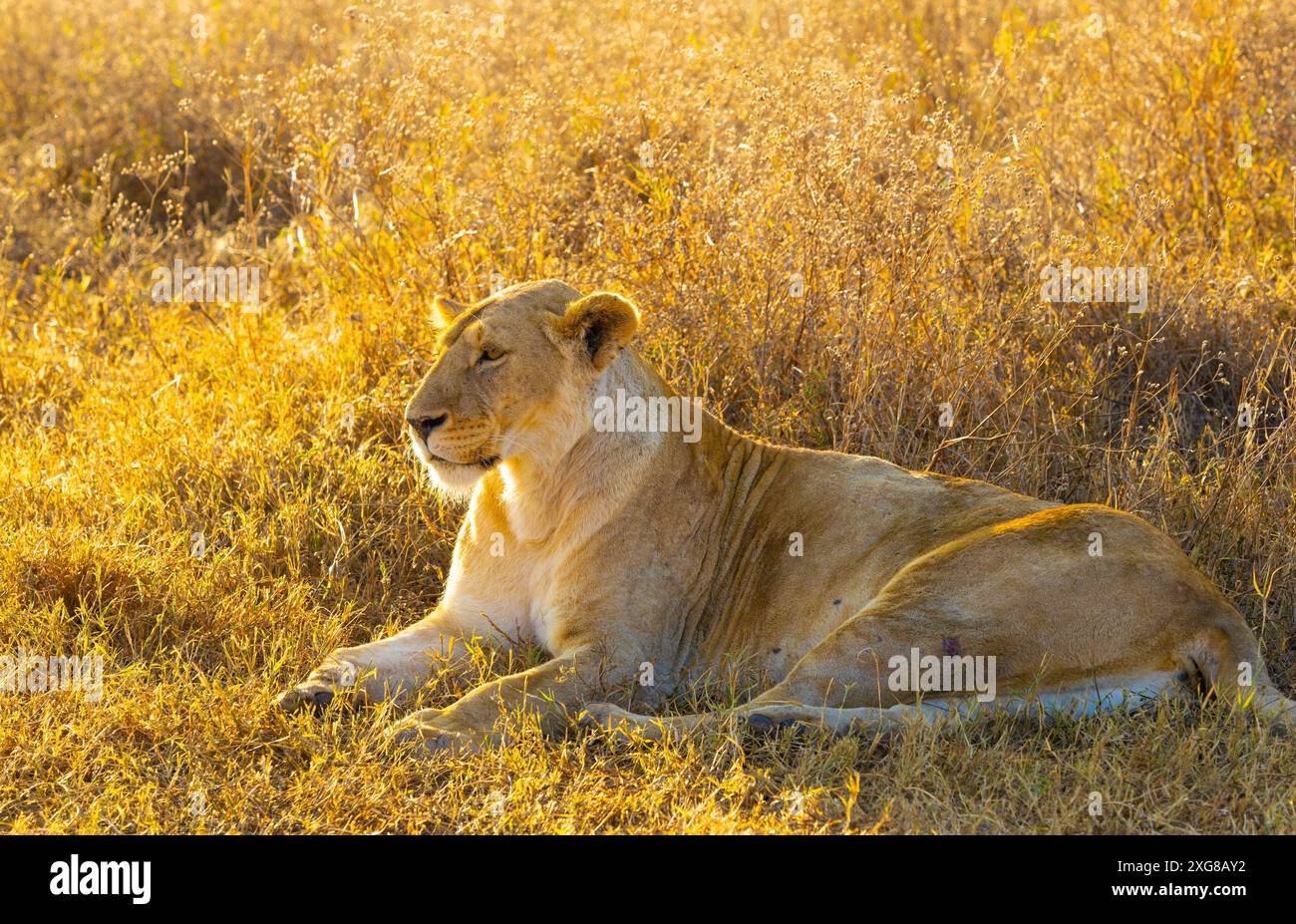 African lioness sitting in tall yellow grass. Ngoro Ngoro Crater ...