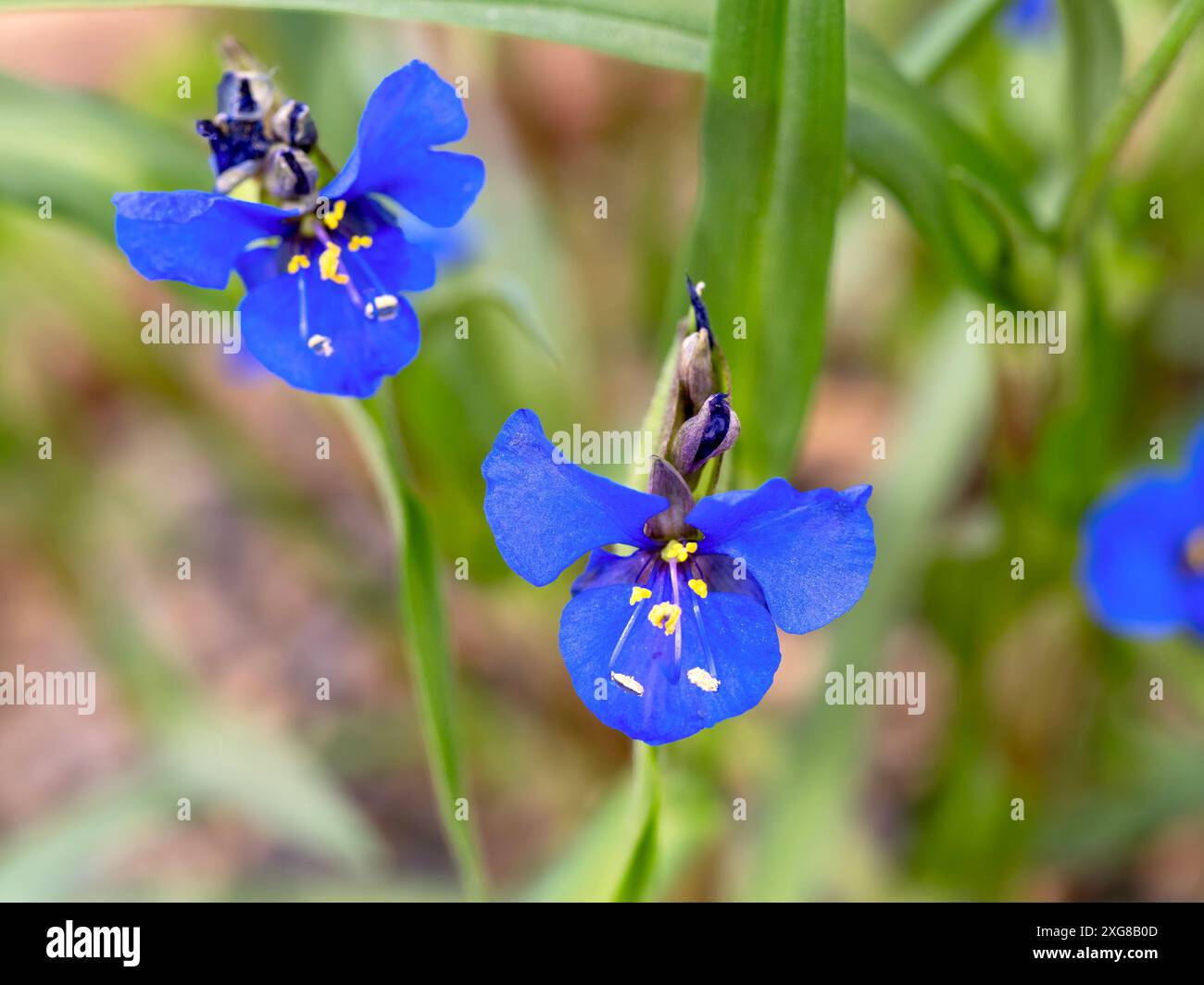 Closeup of blue flowers of Commelina dianthifolia, birdbill dayflower ...