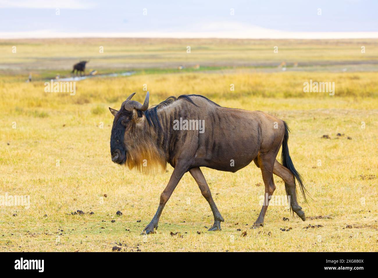 Ngoro ngoro crater antelope hi-res stock photography and images - Alamy