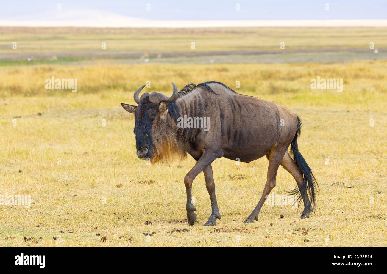 Single wildebeest walking in the Ngoro Ngoro Crater, Tanzania Stock ...