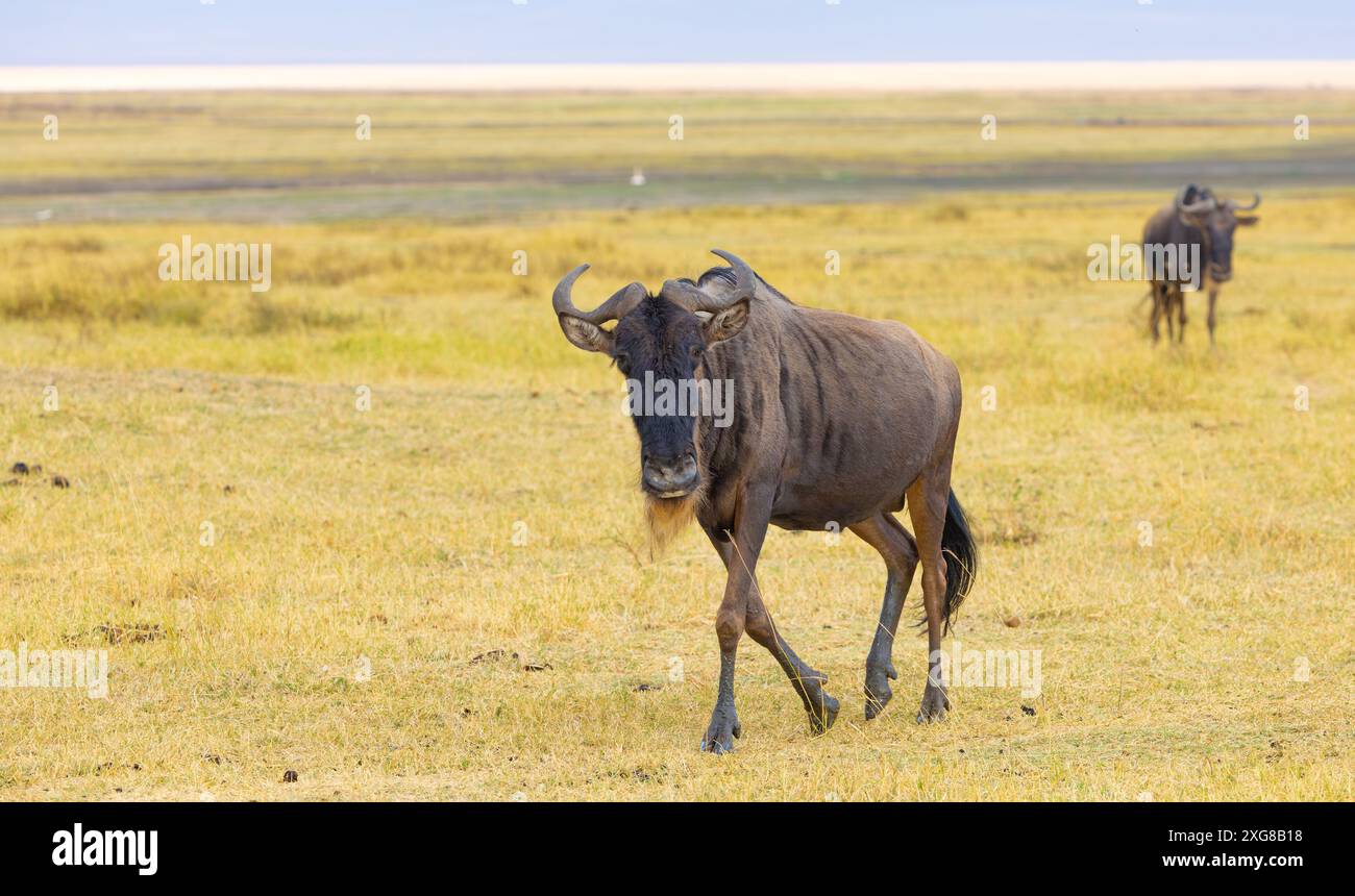 Single wildebeest walking in the Ngoro Ngoro Crater, Tanzania Stock ...