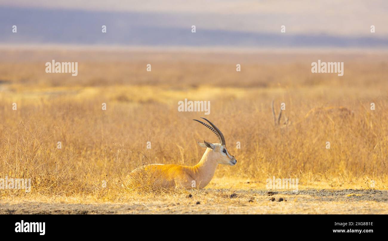 Ngoro ngoro gazelle hi-res stock photography and images - Alamy