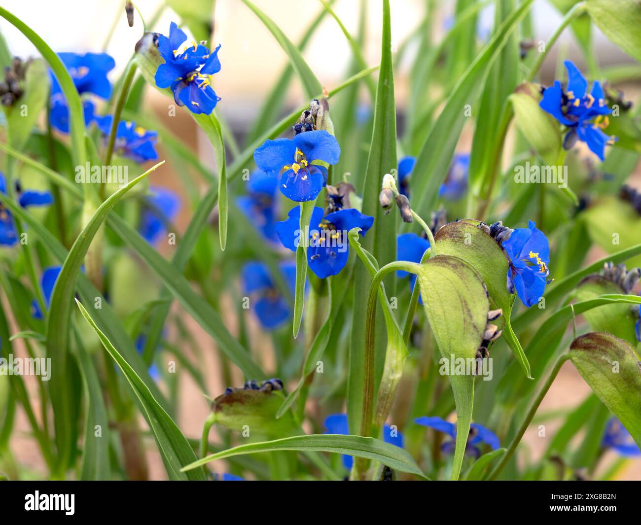 Closeup of blue flowers of Commelina dianthifolia, birdbill dayflower ...