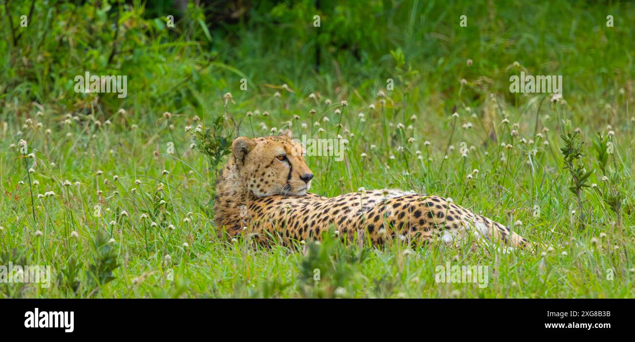 Male cheetah resting in lush green grass. Western Serengeti, Grumeti ...