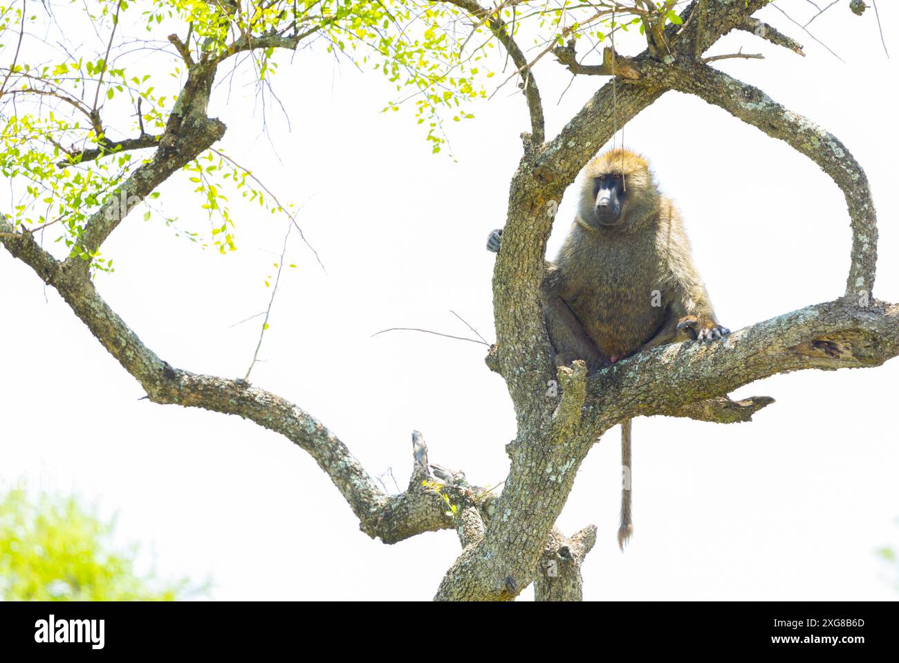 Male olive baboon sitting on a tree branch. Western Serengeti, Grumeti ...