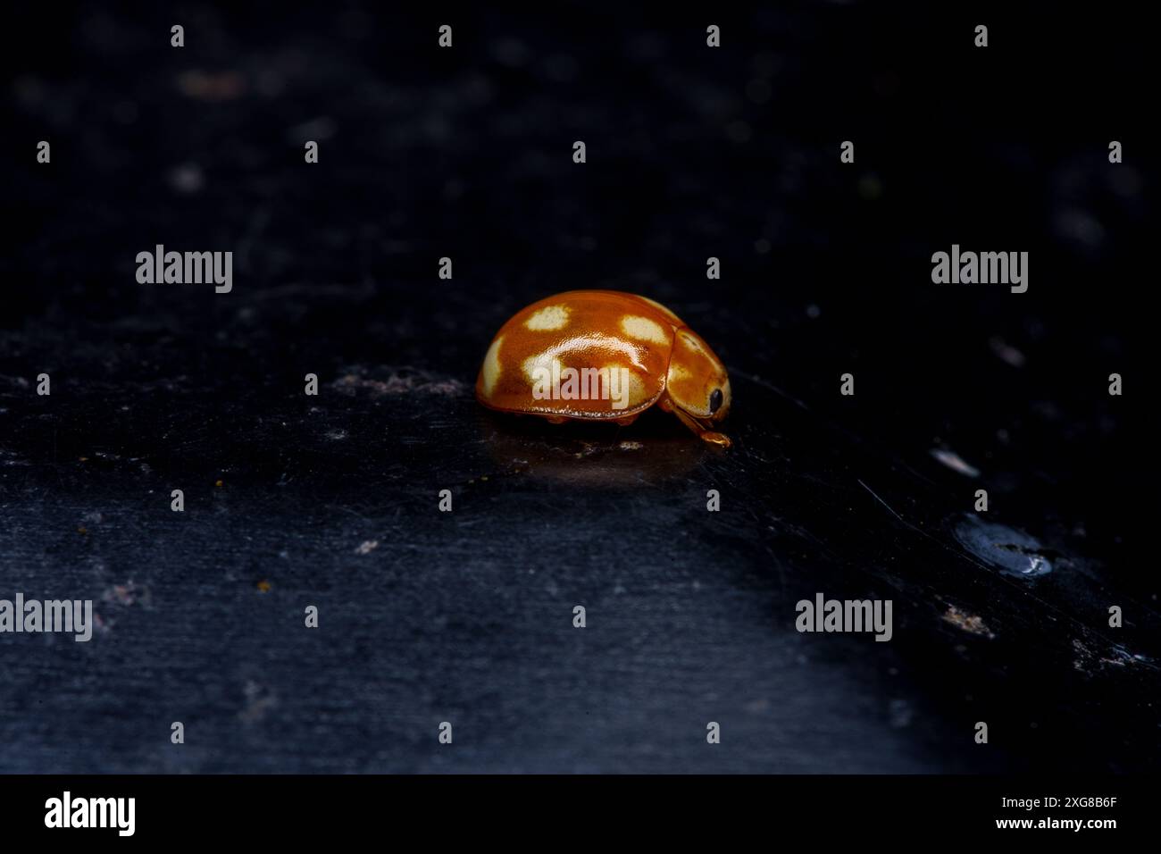 Calvia decemguttata Genus Calvia Family Coccinellidae Little Arboreal ...