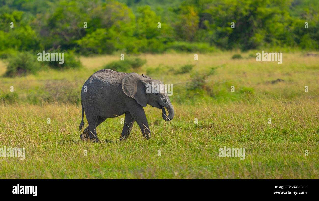 African elephant calf walking in the savanna. Western Serengeti ...