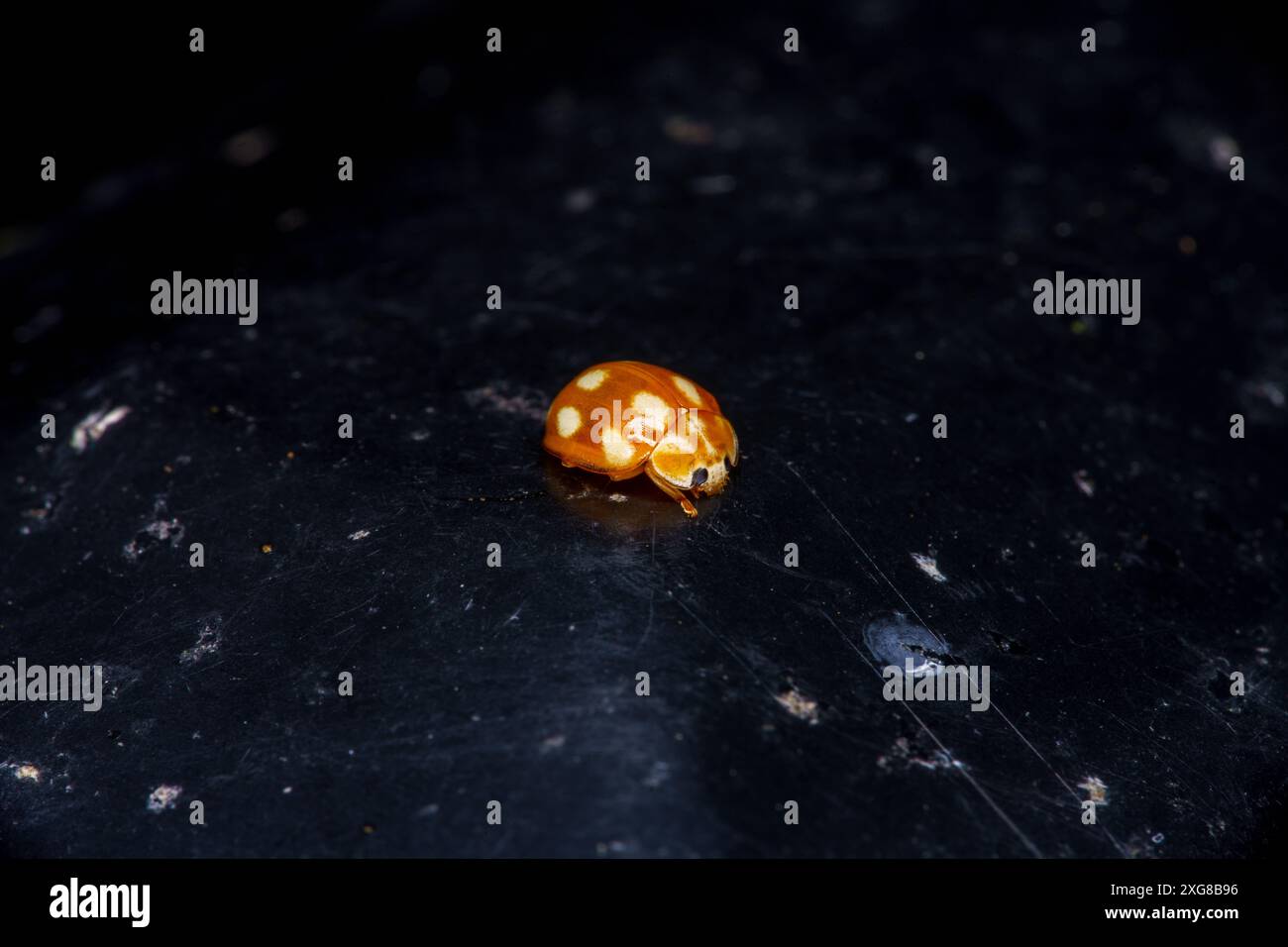 Calvia decemguttata Genus Calvia Family Coccinellidae Little Arboreal ...