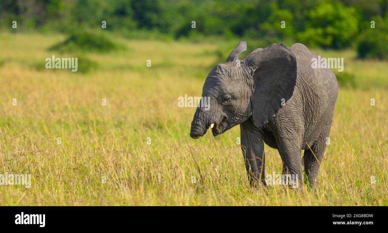 Trunkless hi-res stock photography and images - Alamy