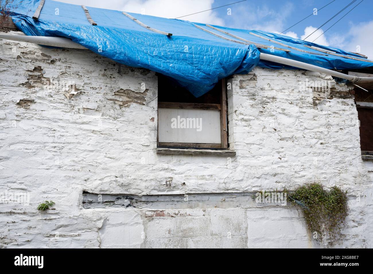 Tarpaulin covers the exposed roof of a derelict Cornish building, on ...