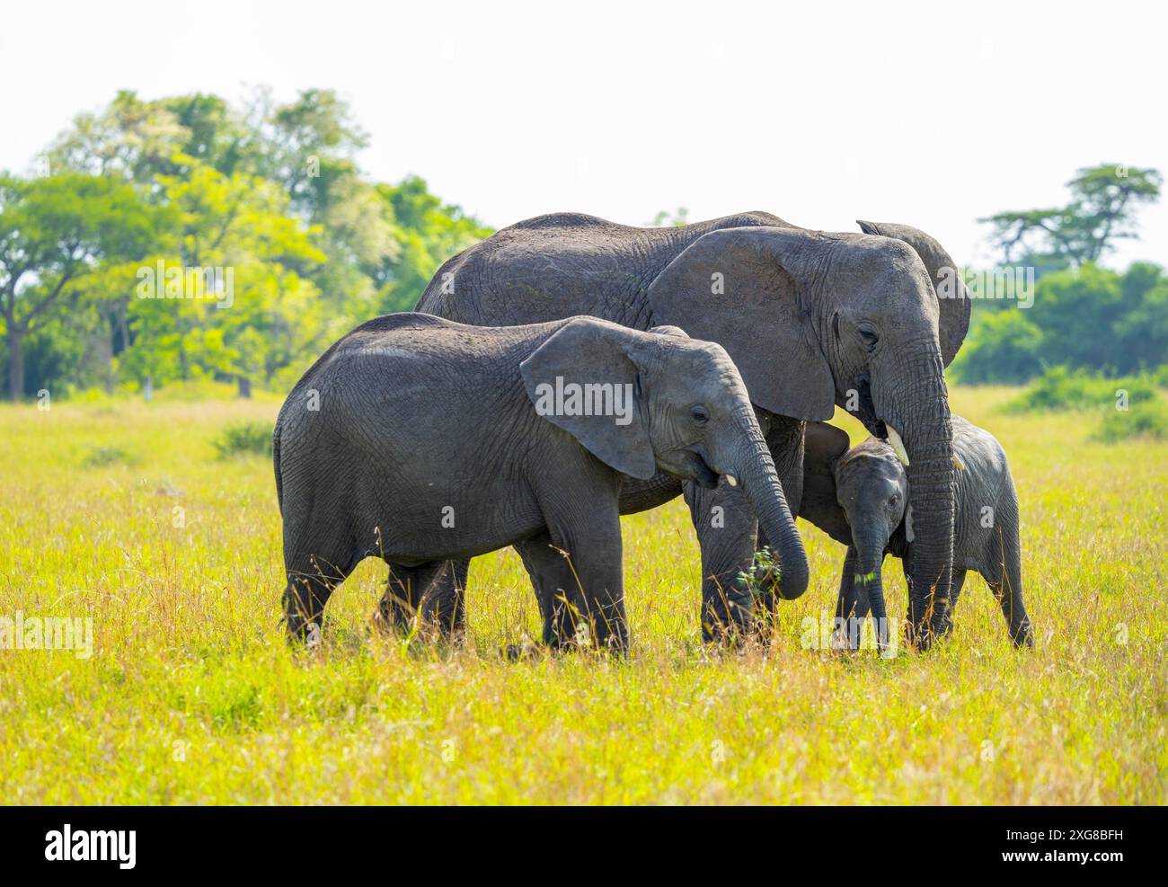 African savanna elephant baby hi-res stock photography and images - Alamy