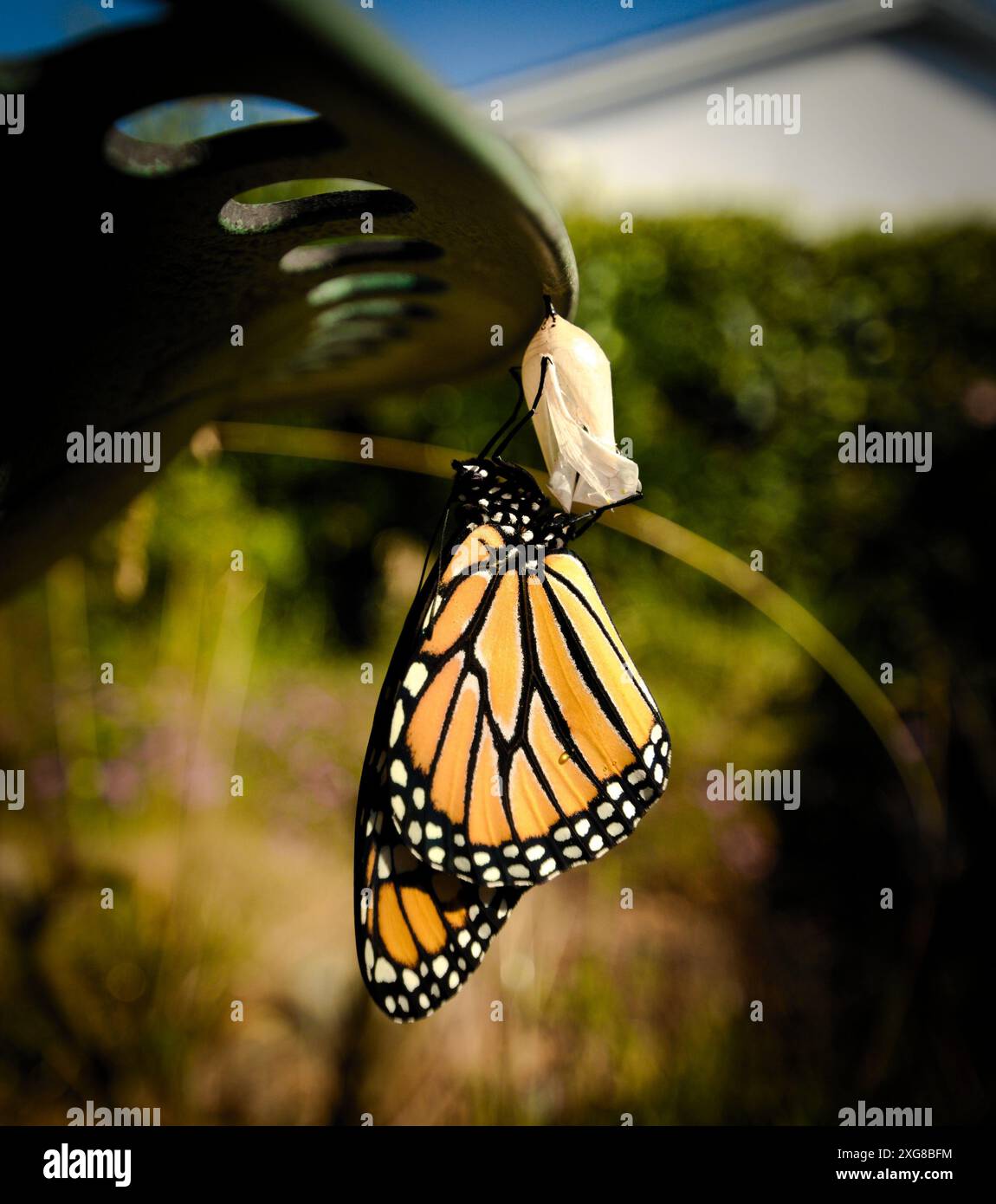 Monarch butterfly emerges from its chrysalis. Scientific name Danaus ...