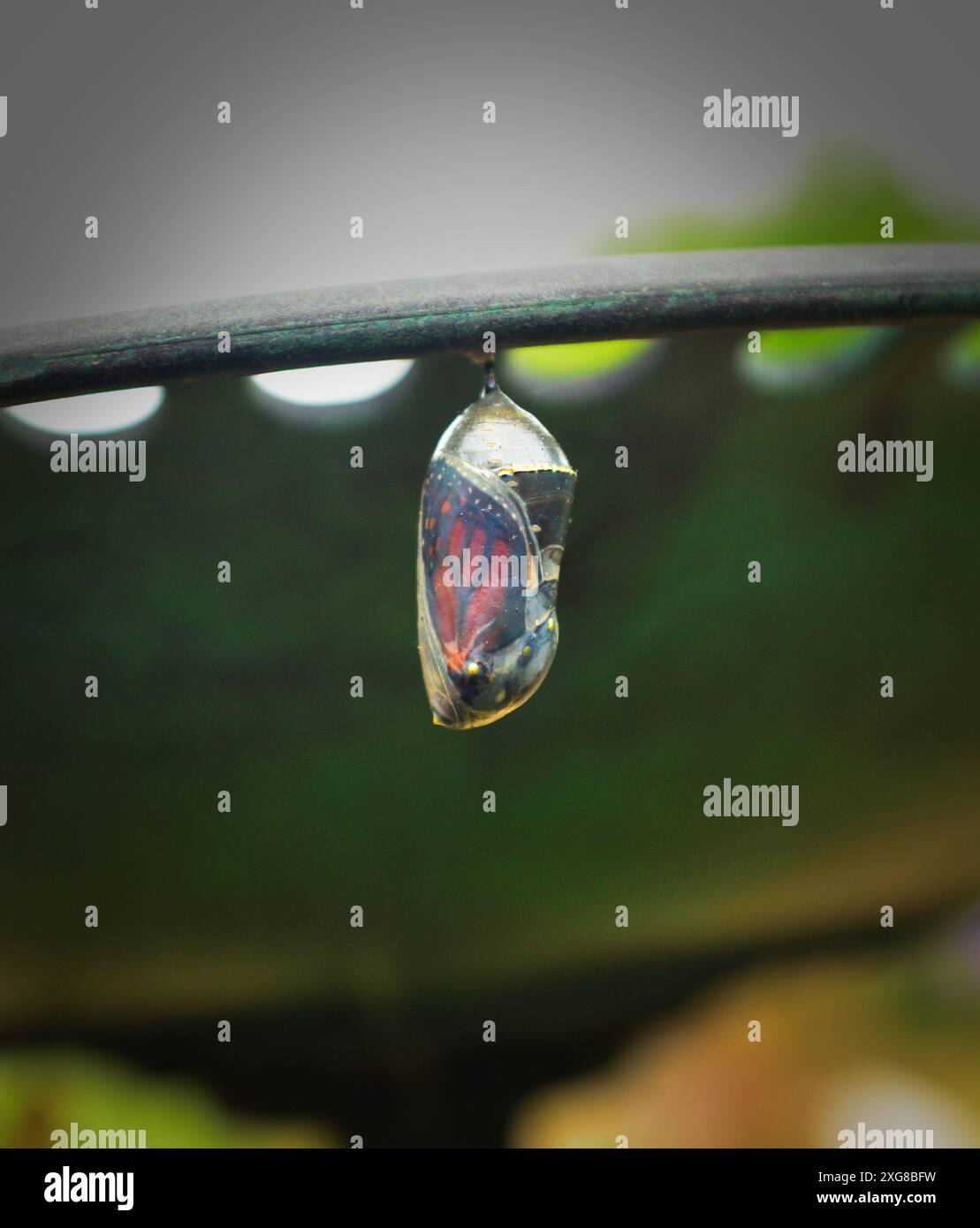 Monarch butterfly about to emerge from its chrysalis. Scientific name ...