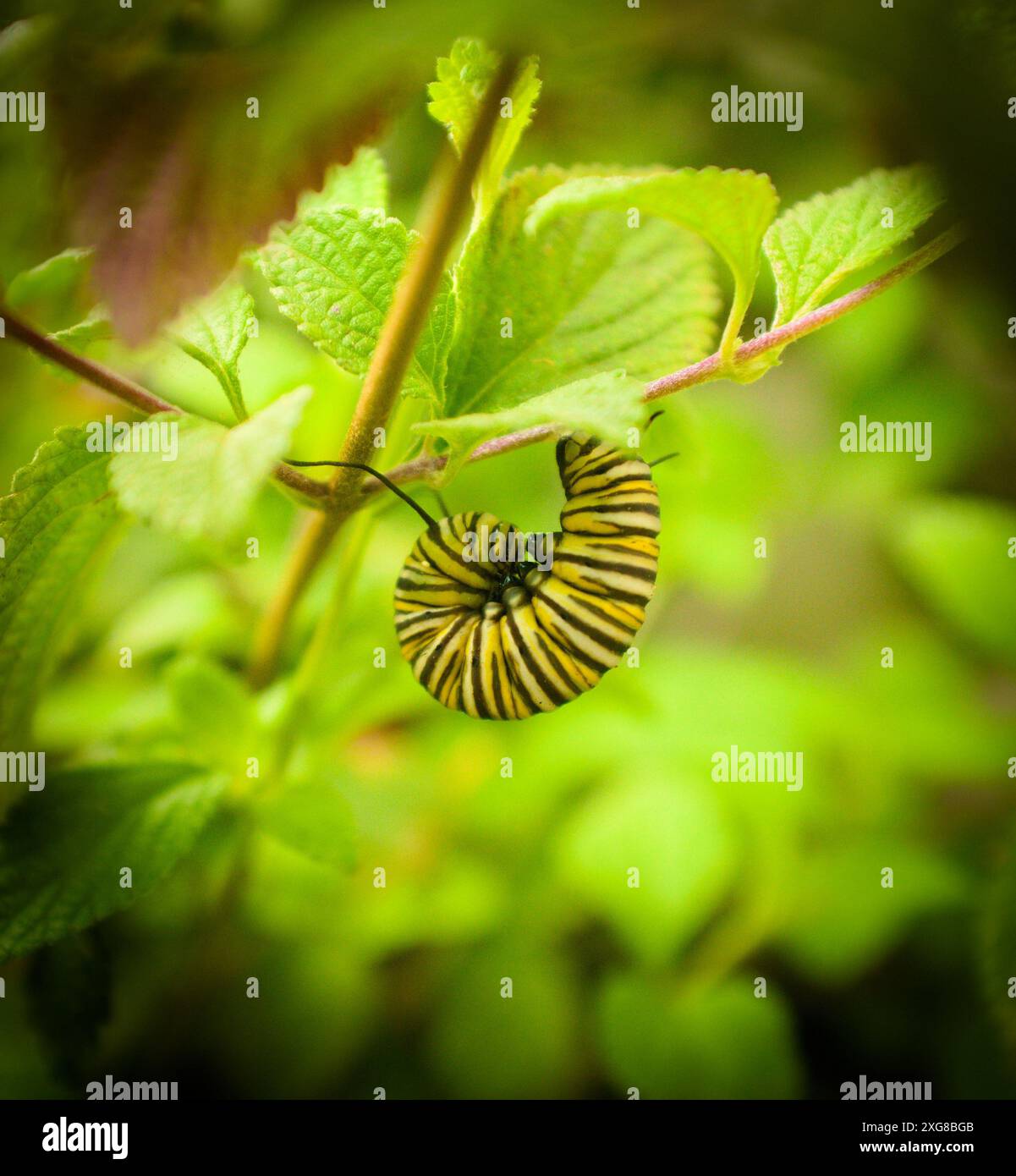 Monarch butterfly about to form into a chrysalis. Scientific name ...