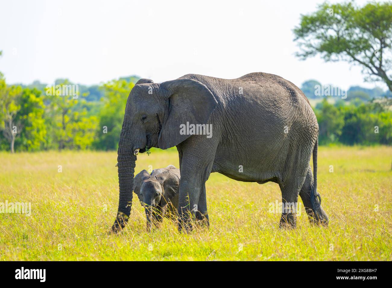 Cow elephant and calf grazing in the savanna. Western Serengeti ...