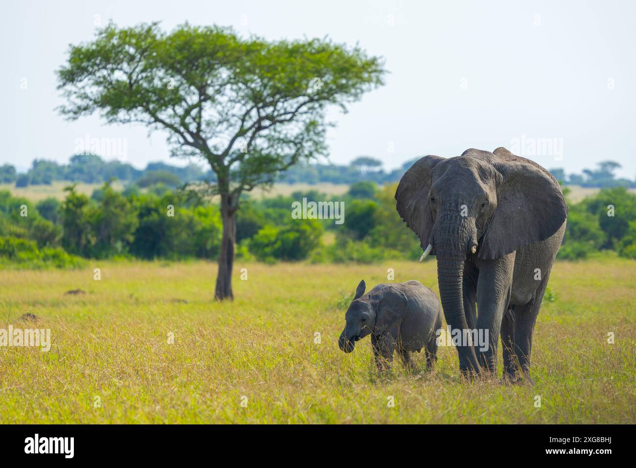 Cow elephant and calf grazing in the savanna. Western Serengeti ...