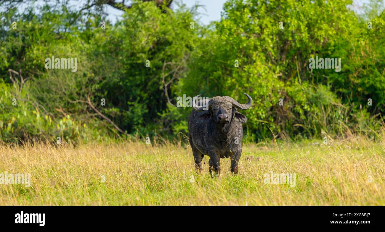Lone Cape or African buffalo bull standing in the savanna. Western ...