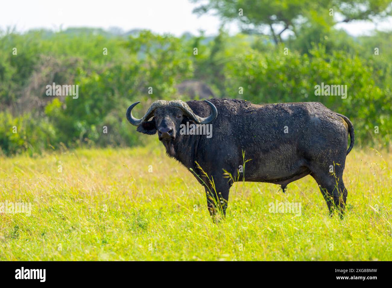 Lone Cape or African buffalo bull standing in the savanna. Western ...