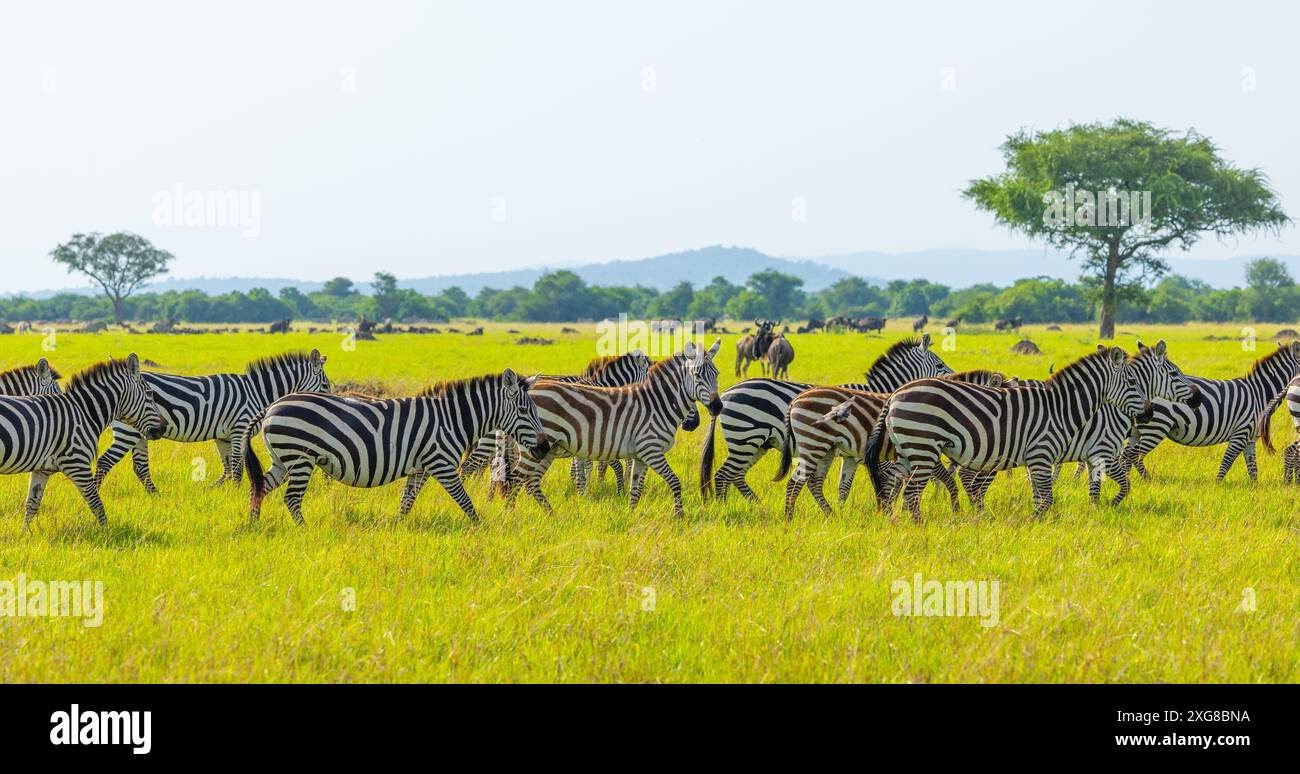 Migration serengeti hi-res stock photography and images - Alamy