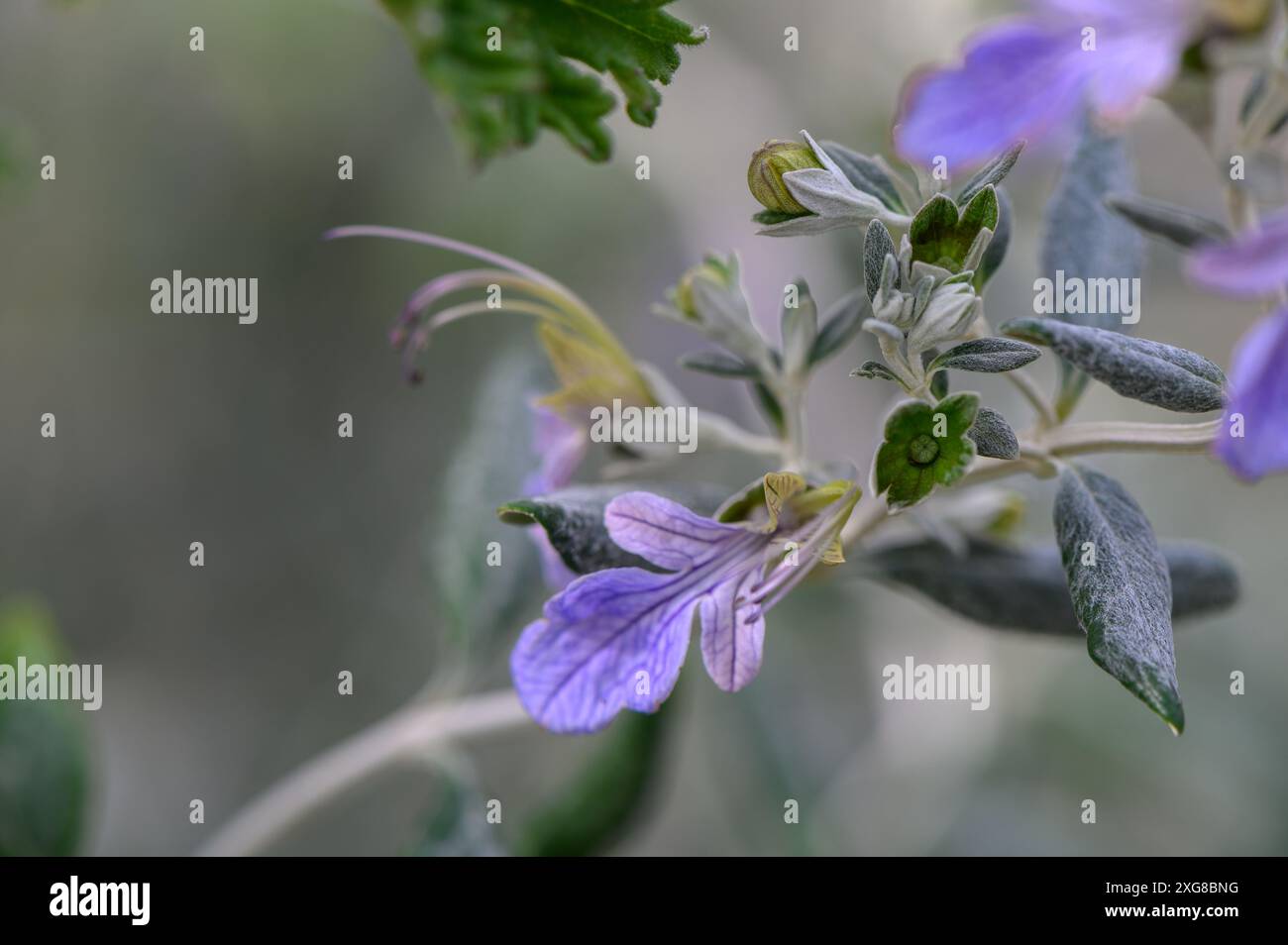 Purple flowers in cyprus hi-res stock photography and images - Alamy