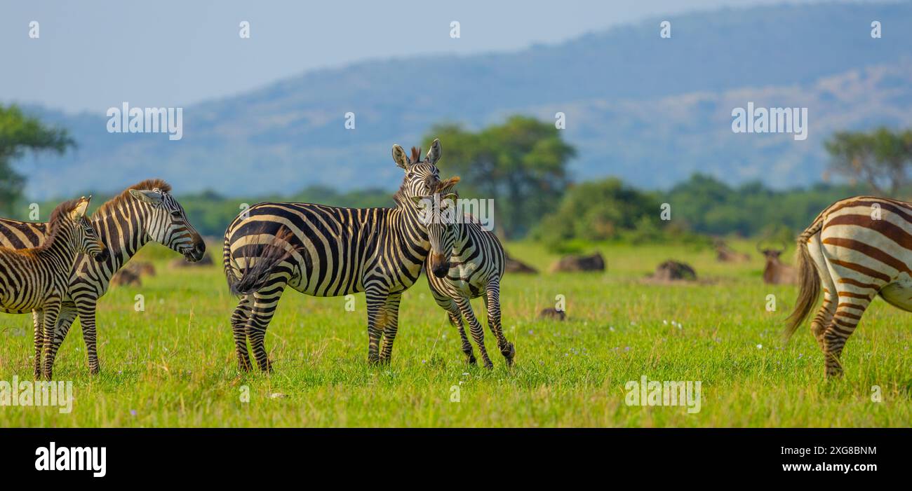 Sedentarywildlife hi-res stock photography and images - Alamy